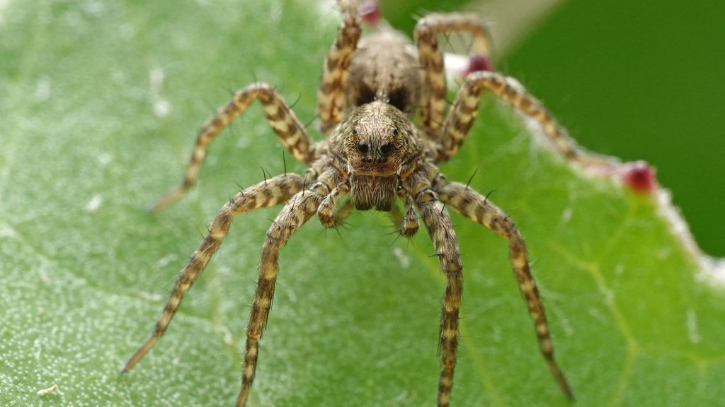 “Dança” do acasalamento: aranha-lobo conquista fêmeas com batidas ...