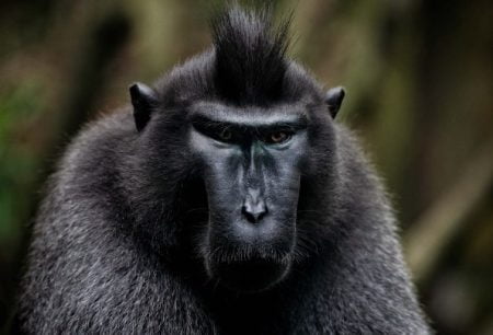 Lista dos 10 Macacos da bunda vermelha na Terra - Cetro Concursos