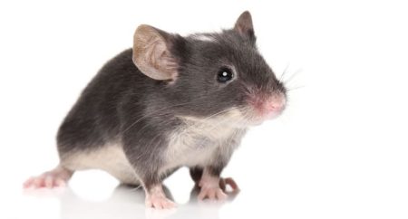 Sonhar com rato o que significa - Cetro Concursos