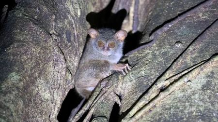 O társio é um primata estranho e, sim, somos parentes - Cetro Concursos